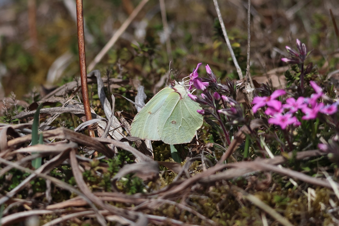 越冬蝶＆新成虫: My Favorite Butterflies of JAPAN