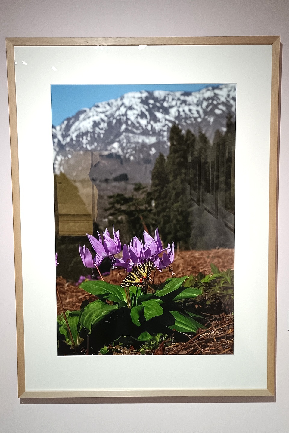 最近のkenken（今森光彦写真展に行ってきた）: My Favorite Butterflies of JAPAN