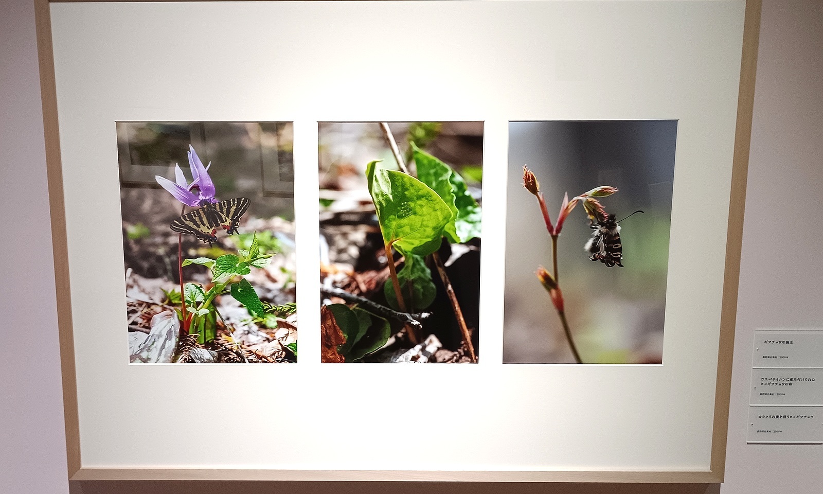 最近のkenken（今森光彦写真展に行ってきた）: My Favorite Butterflies of JAPAN